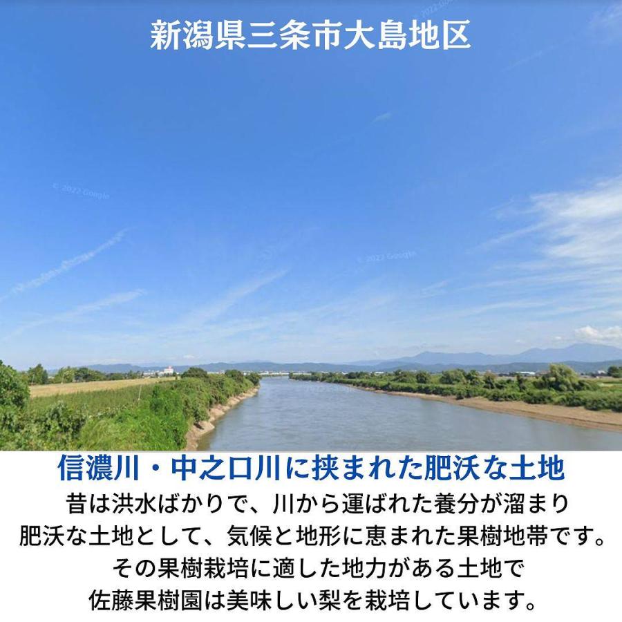 梨 【 佐藤果樹園 】 3kg 5〜8個 贈答用 新潟県三条市 《9/中旬〜9/下旬より出荷》 : にこやか産直アーケード - 通販 - Yahoo!ショッピング