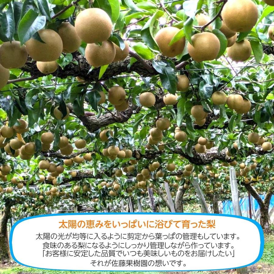 梨 【 佐藤果樹園 】 3kg 5〜8個 贈答用 新潟県三条市 《9/中旬〜9/下旬より出荷》 : nashi-niigata-sato1 : にこやか産直アーケード - 通販 - Yahoo ...