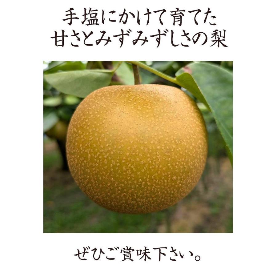 梨 【 佐藤果樹園 】 3kg 5〜8個 贈答用 新潟県三条市 《9/中旬〜9/下旬より出荷》 : nashi-niigata-sato1 : にこやか産直アーケード - 通販 - Yahoo ...