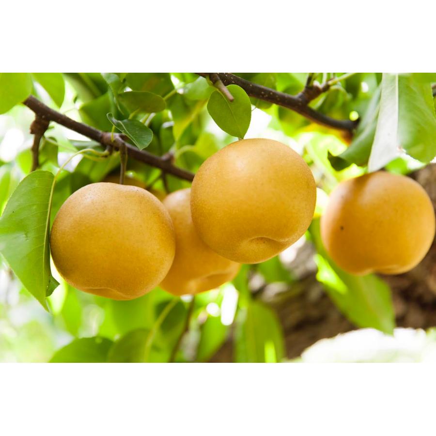 梨 【 乙連沢梨園 】 3kg 5〜7個 贈答用 プレゼント 栃木県 《9/上旬より出荷》 : にこやか産直アーケード - 通販 - Yahoo!ショッピング