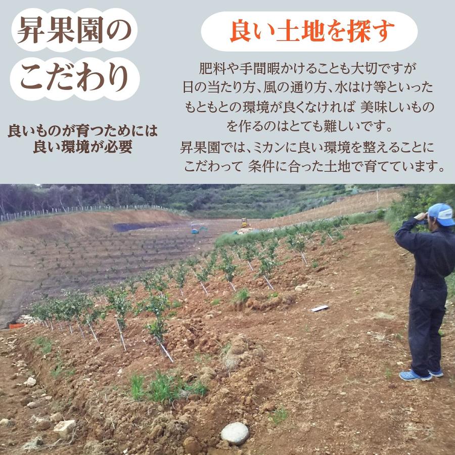 みかん 【昇果園】 S~M 10kg 約100〜130個 贈答用 静岡県 浜松市 蜜柑 ミカン 《10/中旬〜10/下旬より出荷開始》 : にこやか産直アーケード - 通販 - Yahoo ...