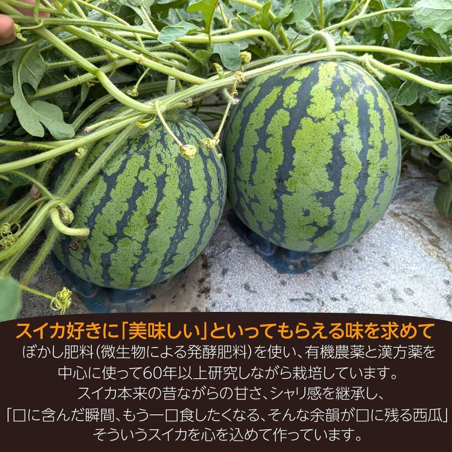 スイカ 【南原ファーム】 高級 波田スイカ 2L〜3L 7〜9kg 長野県松本市 御中元 《7/中旬より出荷》 : にこやか産直アーケード - 通販 - Yahoo!ショッピング