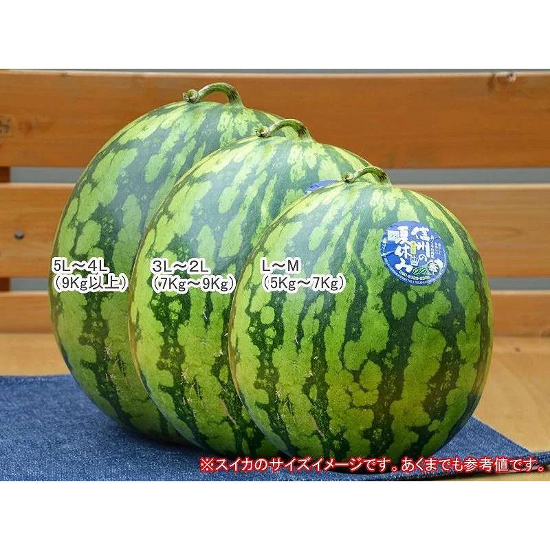 スイカ 【南原ファーム】 高級 波田スイカ 黄肉スイカ 2L〜3L 7〜9kg 長野県松本市 御中元 《7/中旬より出荷》 : にこやか産直アーケード - 通販 - Yahoo!ショッピング