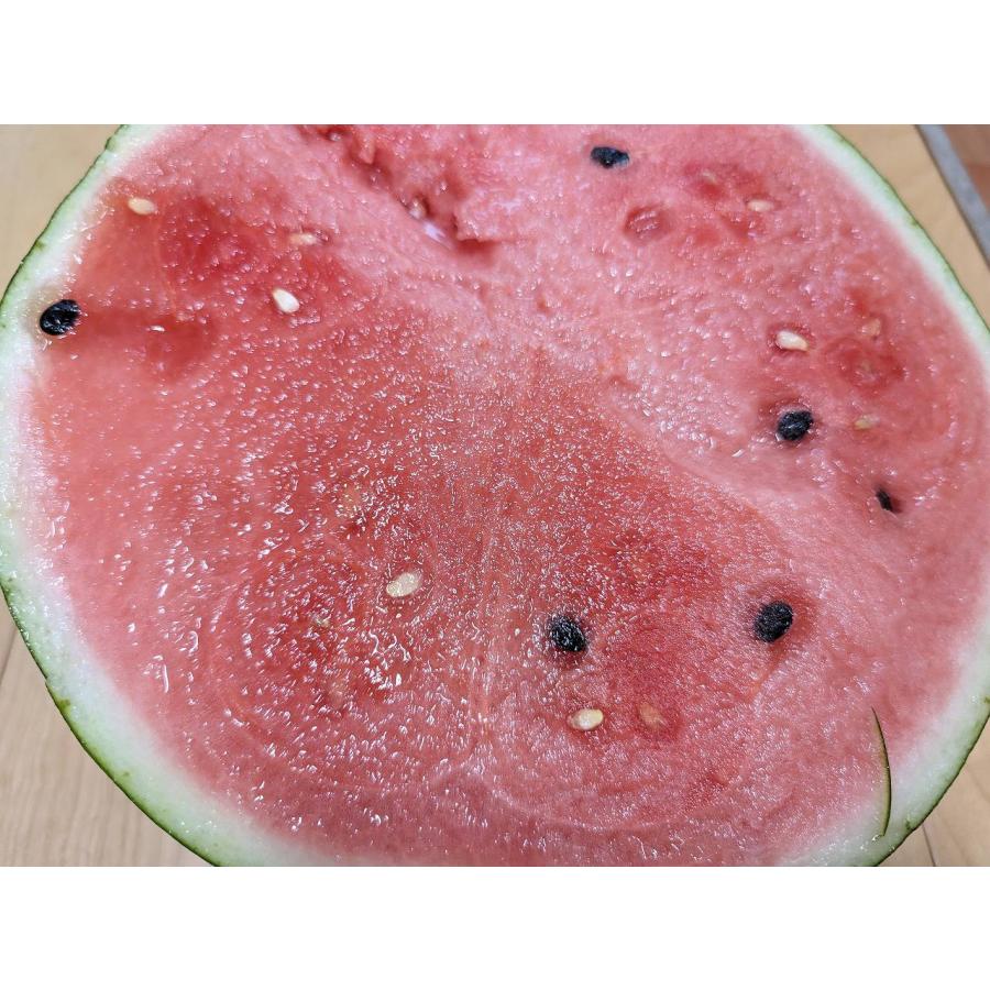 スイカ 【富里すいか園】 特大 富里スイカ 3L 8〜9kg 1個 千葉県富里市 すいか 父の日 《6月上旬より出荷》 : にこやか産直アーケード - 通販 - Yahoo!ショッピング