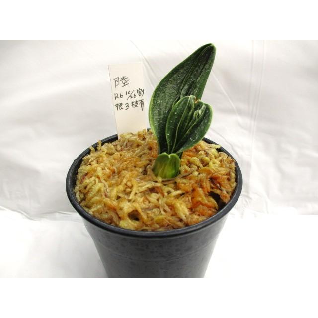 NO.591 睦 : 万年青・庄おもと園 - 通販 - Yahoo!ショッピング