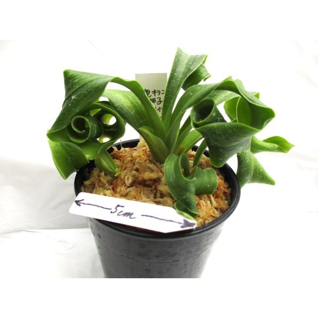 NO.594 実親 麒麟獅子 現状青 : 万年青・庄おもと園 - 通販 - Yahoo!ショッピング