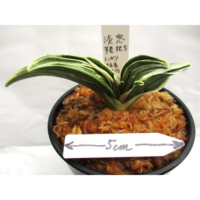 NO.595 淡窓 : 万年青・庄おもと園 - 通販 - Yahoo!ショッピング