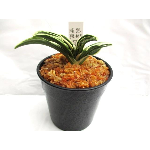 NO.595 淡窓 : 万年青・庄おもと園 - 通販 - Yahoo!ショッピング