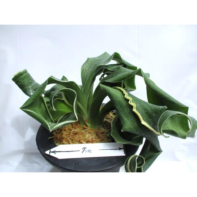 NO.490覆輪甲竜獅子 : 万年青・庄おもと園 - 通販 - Yahoo!ショッピング