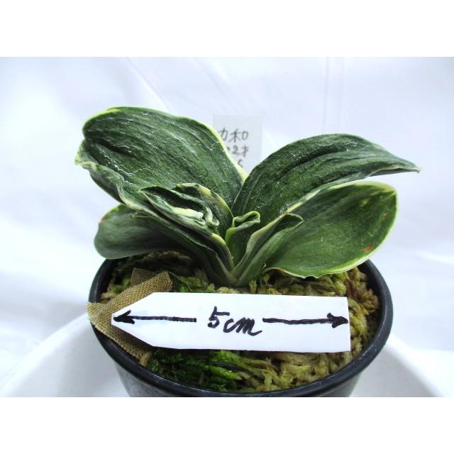 NO.487力和 : 万年青・庄おもと園 - 通販 - Yahoo!ショッピング