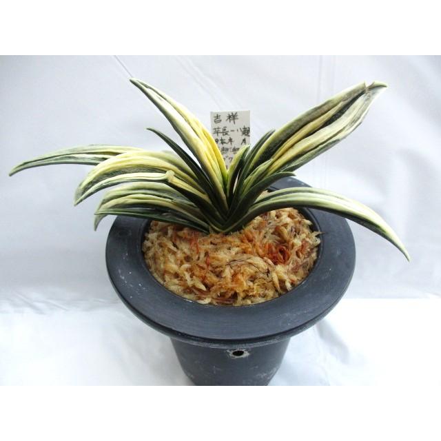 NO.409 吉祥 : 万年青・庄おもと園 - 通販 - Yahoo!ショッピング