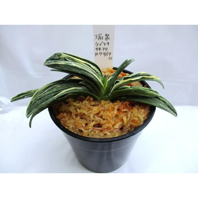 NO.568瑞泉 : 万年青・庄おもと園 - 通販 - Yahoo!ショッピング