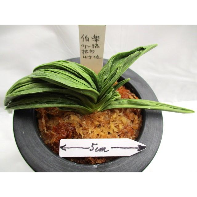 NO.423 伯楽 : 万年青・庄おもと園 - 通販 - Yahoo!ショッピング