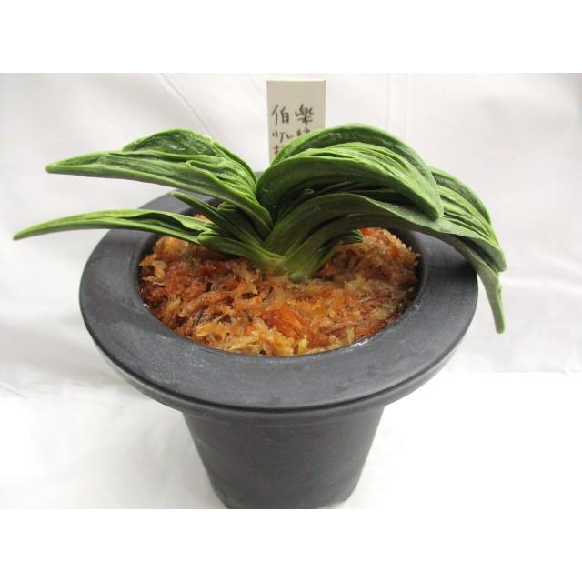 NO.423 伯楽 : 万年青・庄おもと園 - 通販 - Yahoo!ショッピング