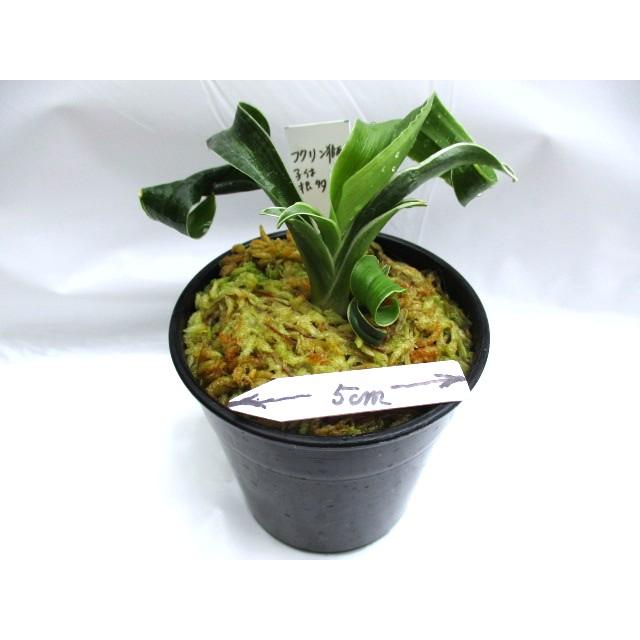 NO.490 覆輪獅子 : 万年青・庄おもと園 - 通販 - Yahoo!ショッピング