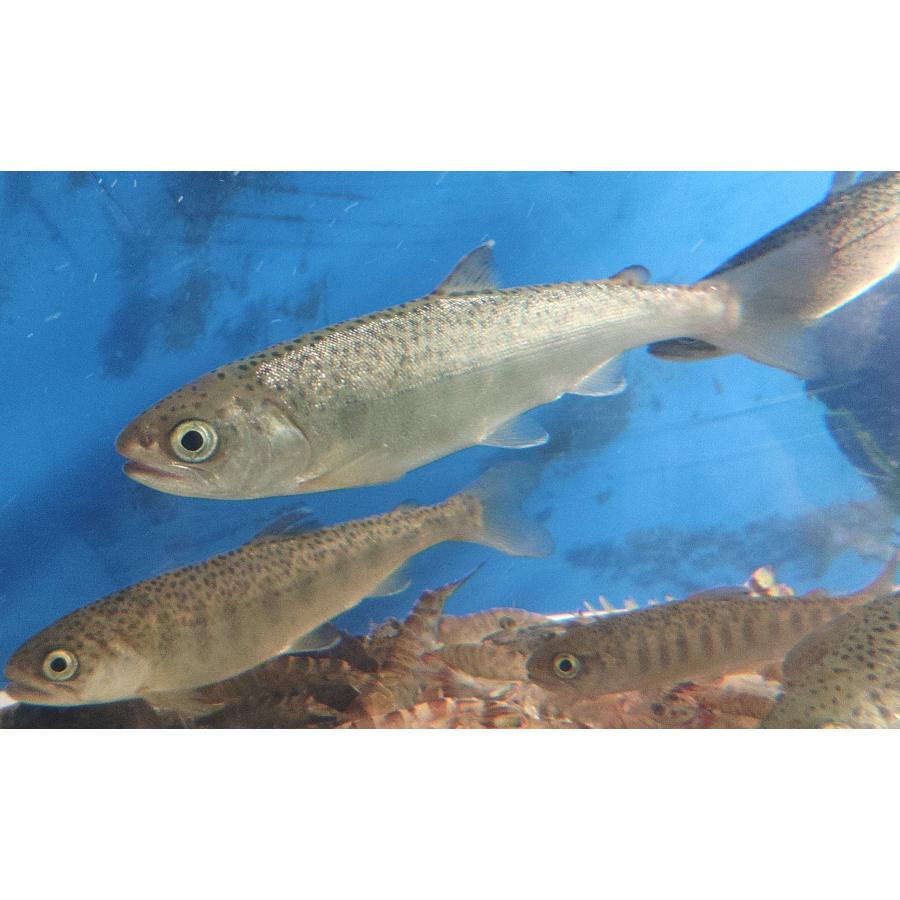 [772]活エサ 銀鮭 中サイズ 10匹/1ケース限定 8〜12cm前後 【他商品同梱不可】※ノークレーム了承 : フィッシングショップTポート - 通販 - Yahoo!ショッピング