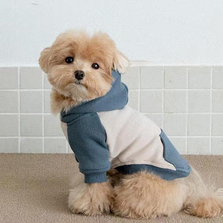 超可愛い! 秋冬新作 フーディー くすみカラー 小型犬 犬服 ペットウェア カットソー お散歩【a476】 : TYストアー - 通販 - Yahoo!ショッピング