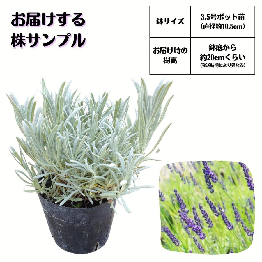 ラベンダー苗 グロッソ 特A品苗 ピンチ済み大株 3株セット ラベンダー苗 グロッソ 特A品苗 ピンチ済み大株 3株セット