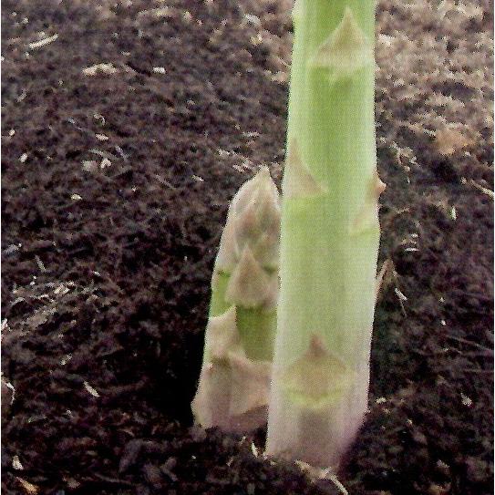 北海道産 たけなかファームの菌耕農法 アスパラ 2L〜Mサイズ 混 500g : ギフトハウスタカノYahoo!店 - 通販 - Yahoo!ショッピング