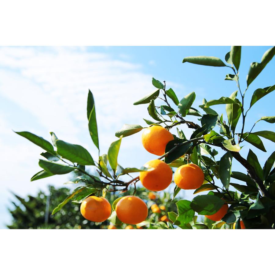 松兵衛みかん 約5kg 最高級ランク KSNM-02 主井農園 湯浅町 : ksnm-02 : 宝梅オンラインショップ Yahoo!店 - 通販 - Yahoo!ショッピング