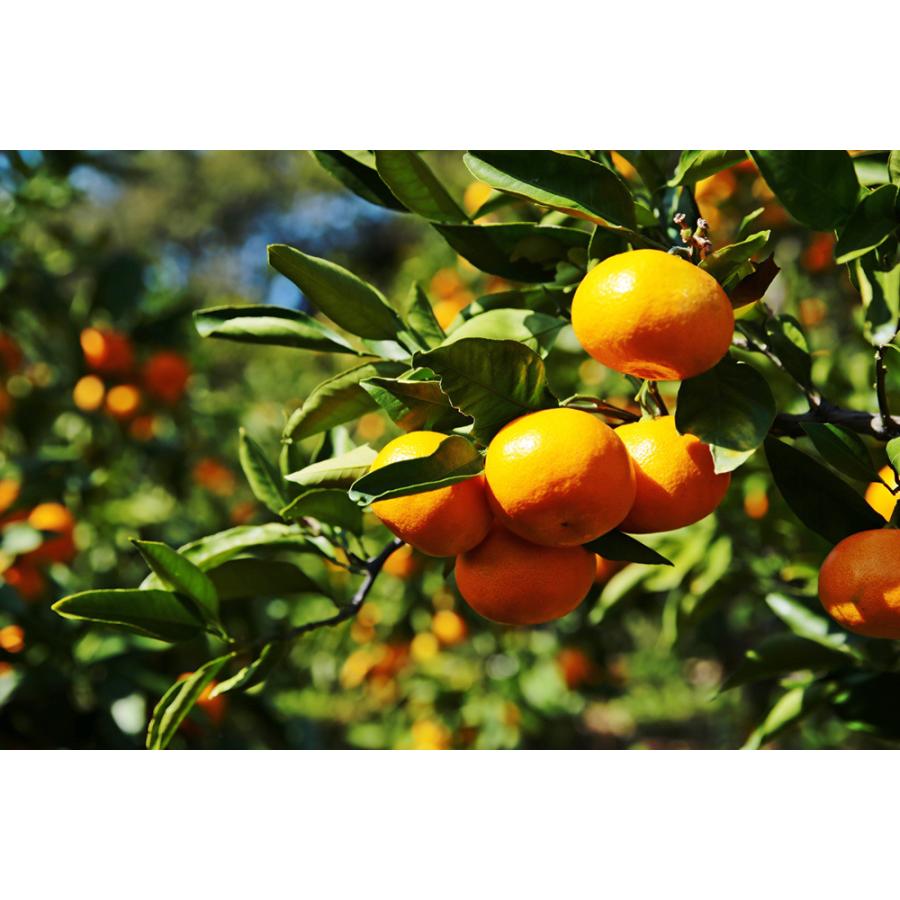 松兵衛みかん 約5kg 最高級ランク KSNM-02 主井農園 湯浅町 :KSNM-02:宝梅オンラインショップ Yahoo!店 - 通販 - Yahoo!ショッピング