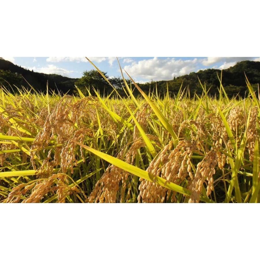 ミルキークイーン 7年産 特別栽培米 玄米 10kg(5kg×2袋) 福井県産 : 高山農園Yahoo!店 - 通販 - Yahoo!ショッピング