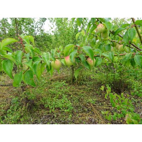 梅漬 100g 無肥料無農薬の自然栽培完熟梅を使用 岐阜県飛騨高山産 無添加 無化学調味料 無着色 砂糖は不使用 土用干しをしない優しさがあり ...