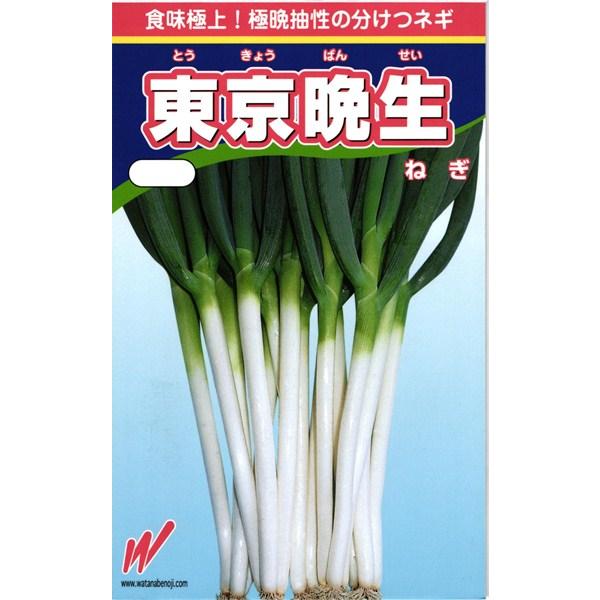 根深ネギ 種 『東京晩生葱』 渡辺農事/2dl : 種兵ネットショッピング - 通販 - Yahoo!ショッピング