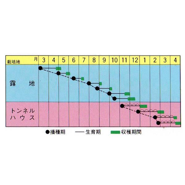 アサヒ農園 コマツナ 小松菜 こまつな みちる 2dl : 種苗・園芸ショップ 種もり - 通販 - Yahoo!ショッピング