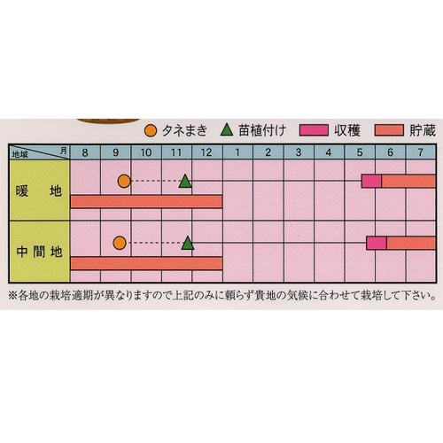 アサヒ農園 タマネギ たまねぎ 玉葱 つりたま2号 2dl : 種苗・園芸ショップ 種もり - 通販 - Yahoo!ショッピング