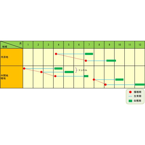 松永種苗 ミニ ニンジン 人参 にんじん ライブ 2dl : matunaga-0455 : 種苗・園芸ショップ 種もり - 通販 - Yahoo!ショッピング