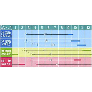 みかど協和 ネギ 葱 ねぎ 長寿 2dl :mikado-0555:種苗・園芸ショップ 種もり - 通販 - Yahoo!ショッピング
