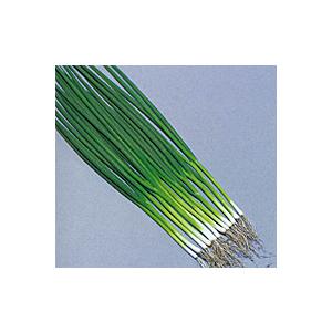 みかど協和 ネギ 葱 ねぎ 東京黒ネギ2号 2dl : 種苗・園芸ショップ 種もり - 通販 - Yahoo!ショッピング