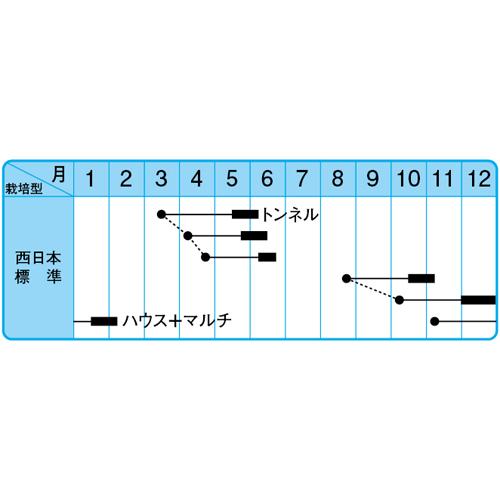 ナカハラのたね カブ 蕪 かぶ べにむらさき2号 2dl : 種苗・園芸ショップ 種もり - 通販 - Yahoo!ショッピング