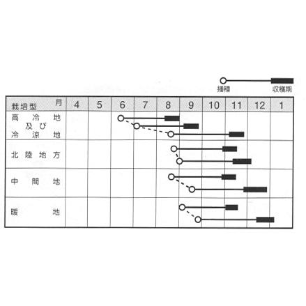 たね ナント種苗 ダイコン 大根 だいこん 秋千楽 2dl : 種苗・園芸ショップ 種もり - 通販 - Yahoo!ショッピング
