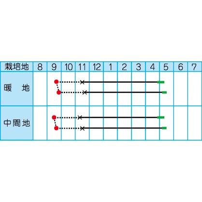 たね タカヤマシード タマネギ 玉葱 たまねぎ トップゴールド430 2dl : 種苗・園芸ショップ 種もり - 通販 - Yahoo!ショッピング