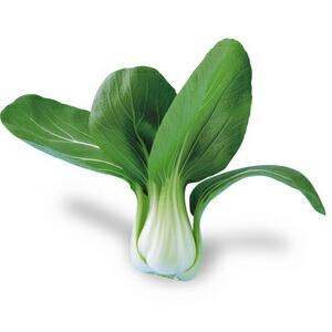 八江農芸 チンゲンサイ 青梗菜 四季三昧 2dl : 種苗・園芸ショップ 種もり - 通販 - Yahoo!ショッピング