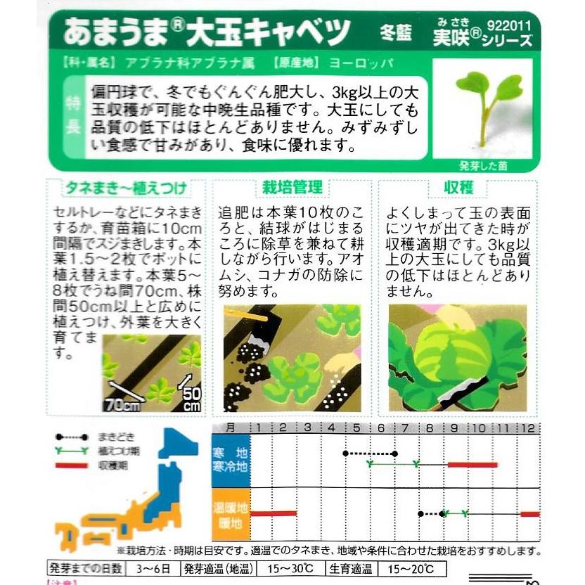あまうま大玉キャベツ 冬藍 小袋 0.7ml入り 郵便発送商品 : タネのノザキ ヤフー店 - 通販 - Yahoo!ショッピング