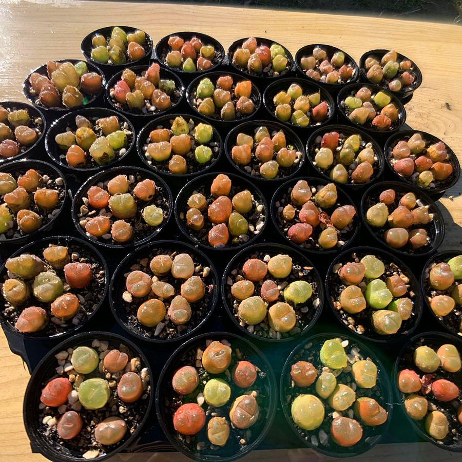 農園直売 多肉植物 寄せ植え コノフィツム マウガニー(7個 農園直売 多肉植物 寄せ植え コノフィツム マウガニー(7個