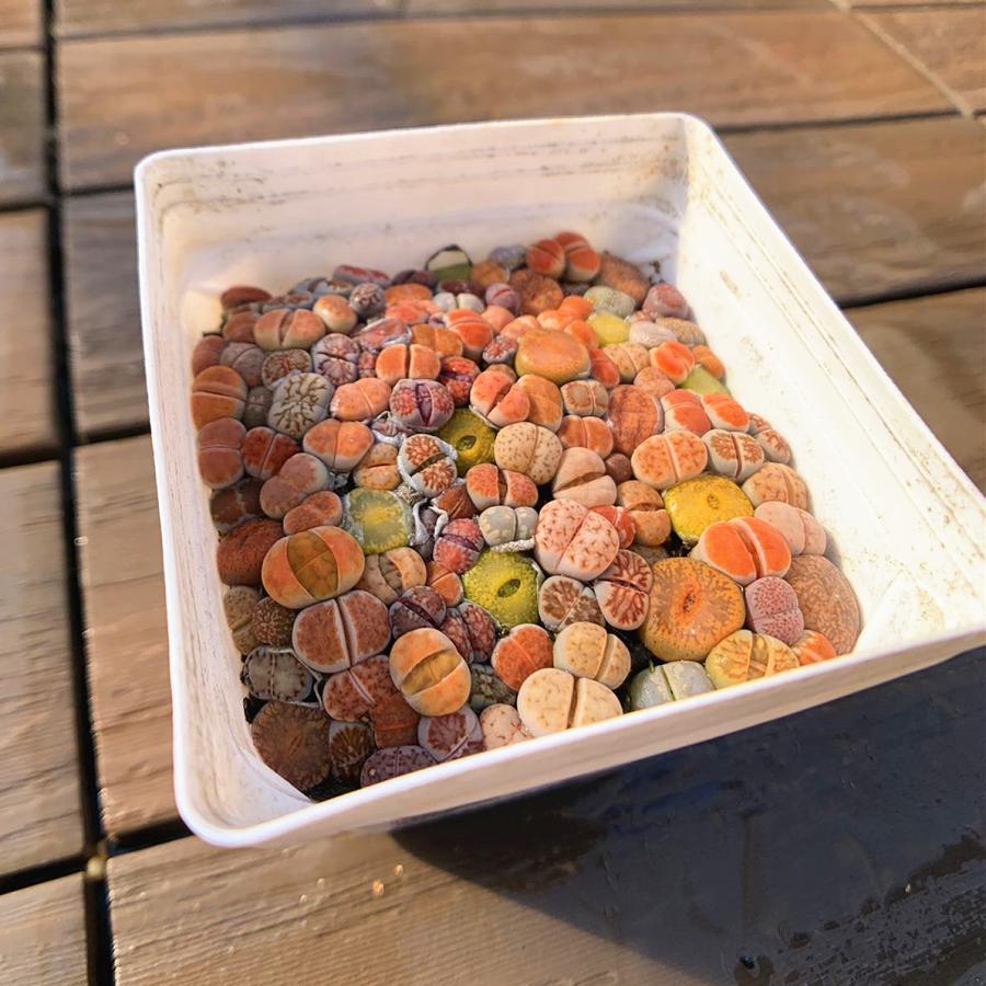 農園直売 多肉植物 コノフィツム属 リトープス丼 100頭セット 超 農園直売 多肉植物 コノフィツム属 リトープス丼 100頭セット 超