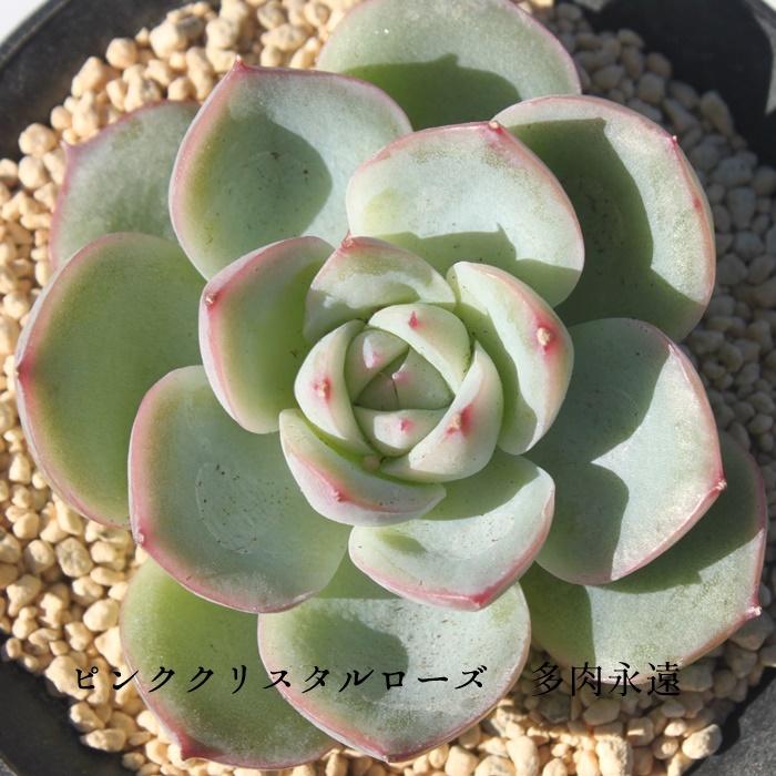 多肉植物<5 ピンククリスタル 抜き苗(多肉植物 あさく 抜き苗 多肉植物<5 ピンククリスタル 抜き苗(多肉植物 あさく 抜き苗