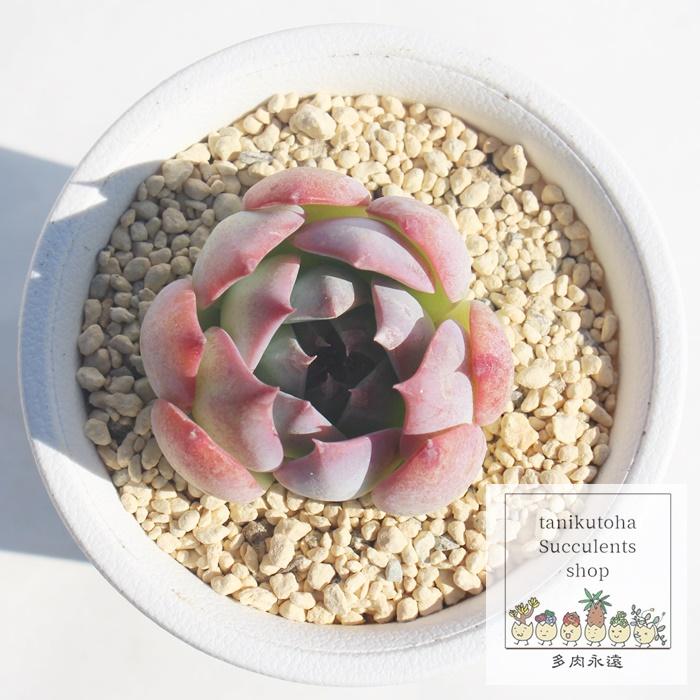 ルビーブラッシュ 2寸ポット エケベリア ruby brush 弁慶草科 多肉植物 苗 多肉永遠苗 きれい 小型種 : 多肉永遠支店 - 通販 - Yahoo!ショッピング