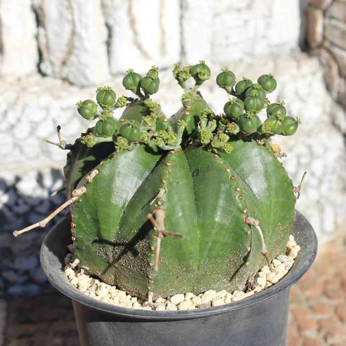 オベサ雌 TK50 ユーホルビア 7.5cmポット 多肉植物 現物の仔をお届け 珍品多肉植物 珍しい多肉植物 :tk-050:多肉永遠支店 - 通販 - Yahoo!ショッピング