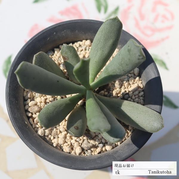 紅ホリダ群生 TK68 ユーフォルビア 多肉植物 7.5cmポット 現物の仔をお届け : tk-068 : 多肉永遠支店 - 通販 - Yahoo!ショッピング