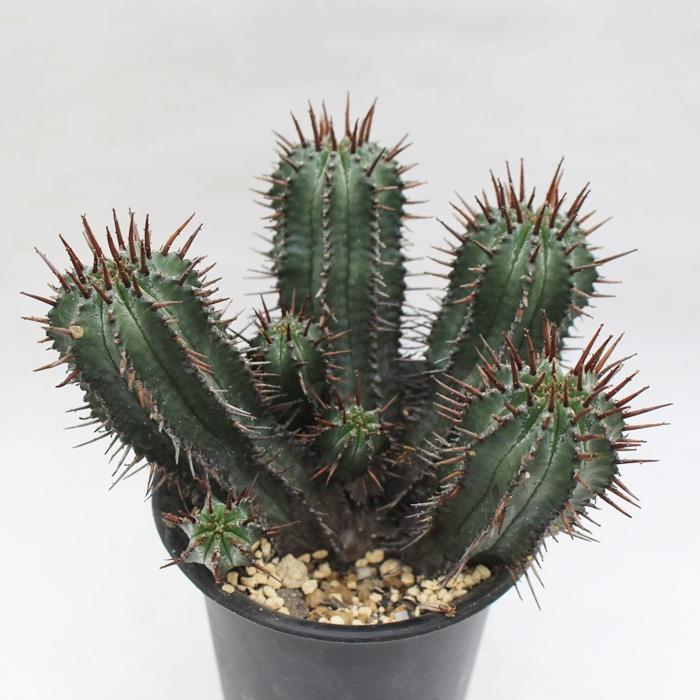 紅ホリダ群生 TK68 ユーフォルビア 多肉植物 7.5cmポット 現物の仔をお届け : tk-068 : 多肉永遠支店 - 通販 - Yahoo!ショッピング