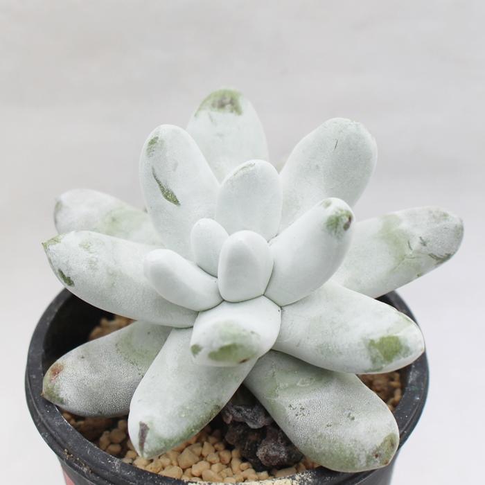 パキフィツム TK75 ダドレア 多肉植物 7.5cmポット 現物の仔をお届け : tk-075 : 多肉永遠支店 - 通販 - Yahoo!ショッピング