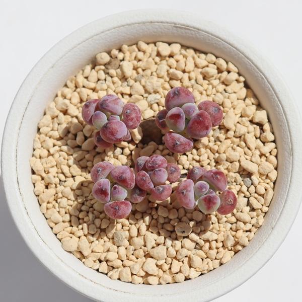 毒苺シャーベット TK82 永遠ラベル付き エケベリア 多肉植物 7.5cmポット 現物の仔をお届け : tk-082 : 多肉永遠支店 - 通販 - Yahoo!ショッピング