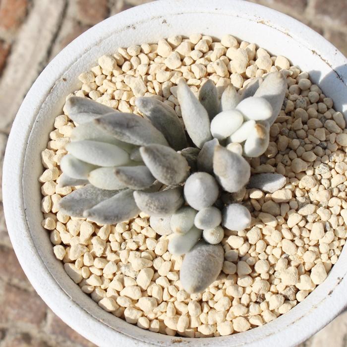 銀月Lサイズ TK82 セネシオ 多肉植物 写真の仔をお届け 珍品多肉植物 :tk-082:多肉永遠支店 - 通販 - Yahoo!ショッピング