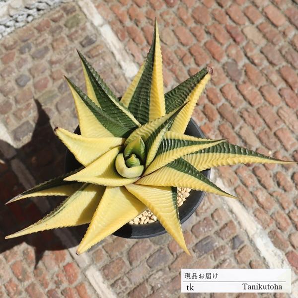 瑠璃殿錦 TK171 ハオルチア 黒鉢 7.5cmポット 多肉植物 写真の仔をお届け : 多肉永遠支店 - 通販 - Yahoo!ショッピング