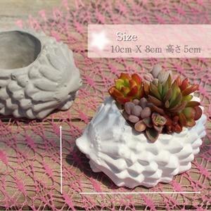 はりねずみ鉢 白鉢 陶器鉢 蝶鉢 多肉永遠鉢 : 多肉永遠支店 - 通販 - Yahoo!ショッピング